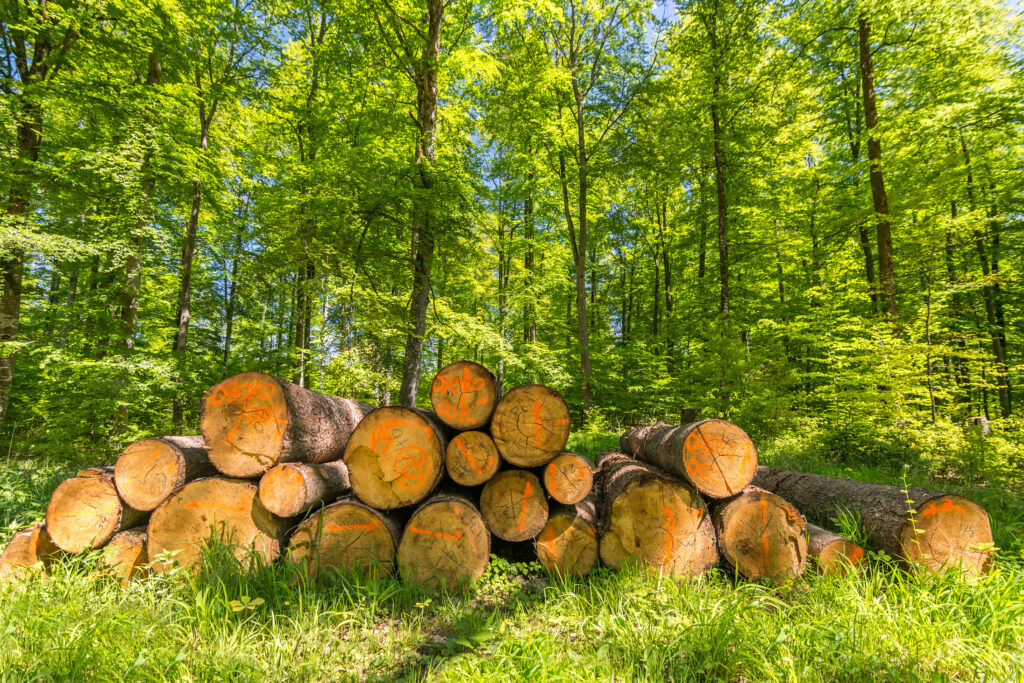 How to Safely Remove Trees | Black Pearl Landscaping & Concrete Services